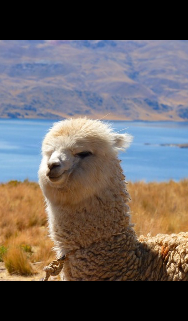 Cute Alpaca Wallpaper -- HD Wallpapers of Cute Alpacas! : Amazon.co.uk ...