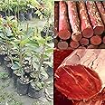 Original Red chandan plant pack of 2 : Amazon.in: Garden & Outdoors