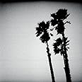 The Twilight Singers Play Blackberry Belle: Amazon.co.uk: CDs & Vinyl