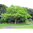 Buy Seedstores : 12 Seeds of Sacred Terminalia Arjuna Arjun Tree ...
