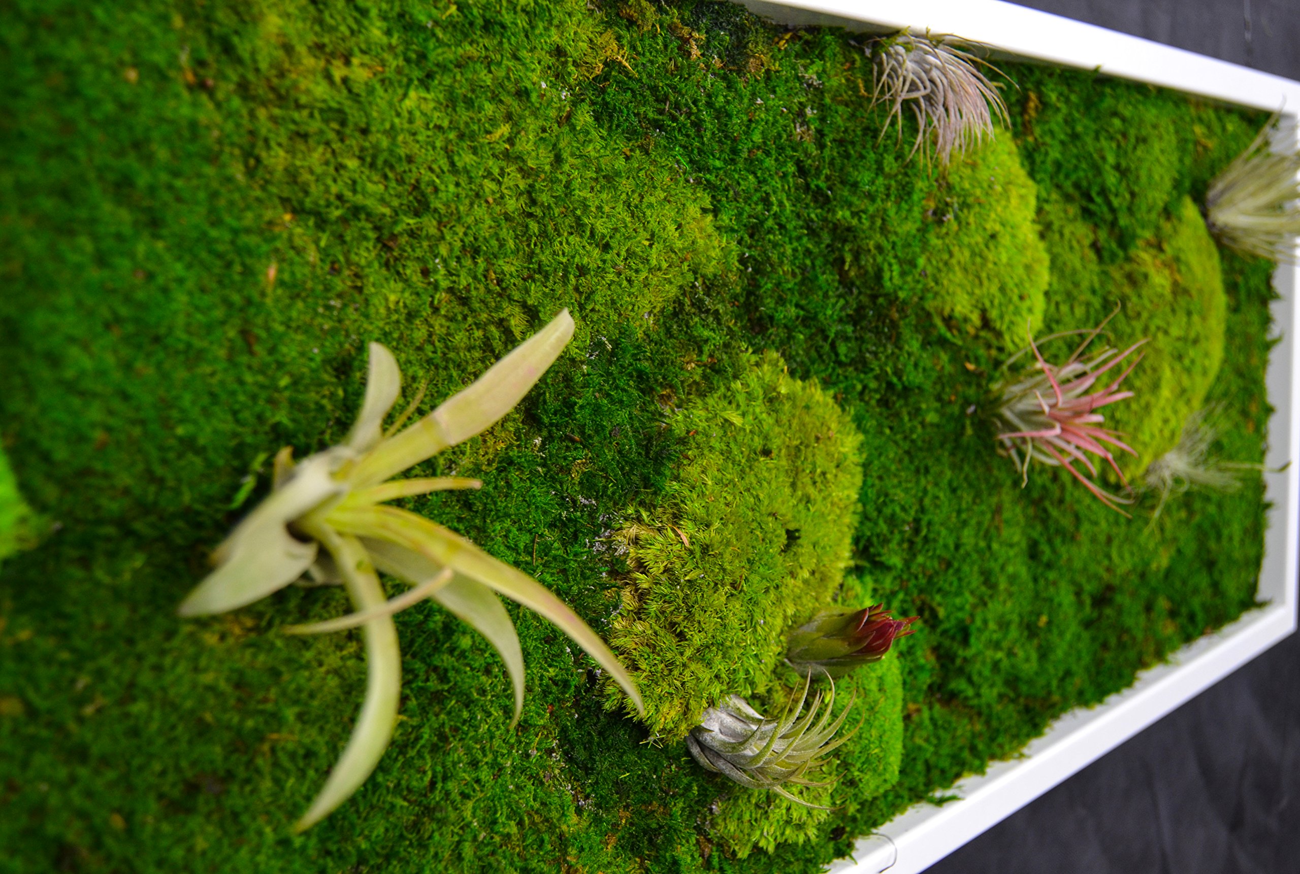 Pflanzenbild Moosbild mit lebenden Pflanzen 100 x 35 cm Wandbild mit ...