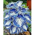 Hosta Bulbs for Planting,Hosta Bulbs Mix,Excellent Display, Perennial ...