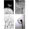 Amazon.de: Poster 4er-Set PUSTEBLUMEN MONOCHROM, ungerahmt DIN A4, Kunstdruck, Poster ...