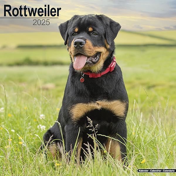 Rottweiler Windhond Mix Enig Idee Wat Voor Ras(sen) Mijn Puppy's Zijn?
