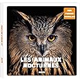 Amazon.fr - Les animaux nocturnes - Aubert, Irena - Livres