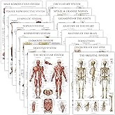 11 Human Anatomy Posters - Medical Posters, Skeletal, Male Female ...