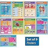 The Respiratory System | PE Posters | Gloss Paper measuring 850mm x ...