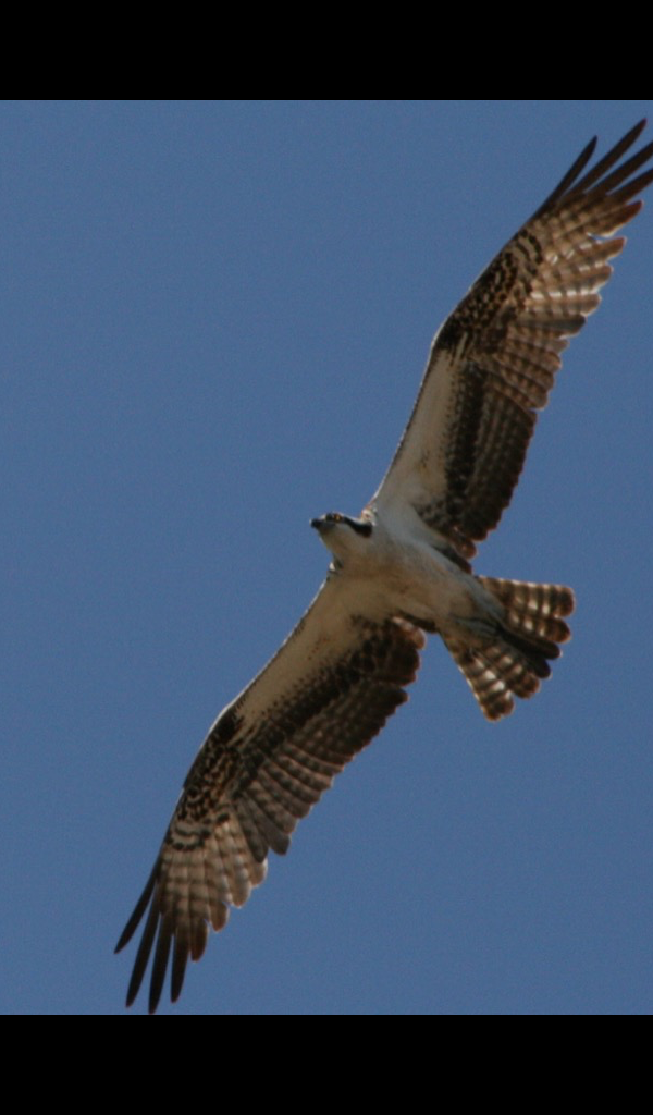 Osprey Wallpaper -- HD Wallpapers of Ospreys! : Amazon.co.uk: Apps & Games