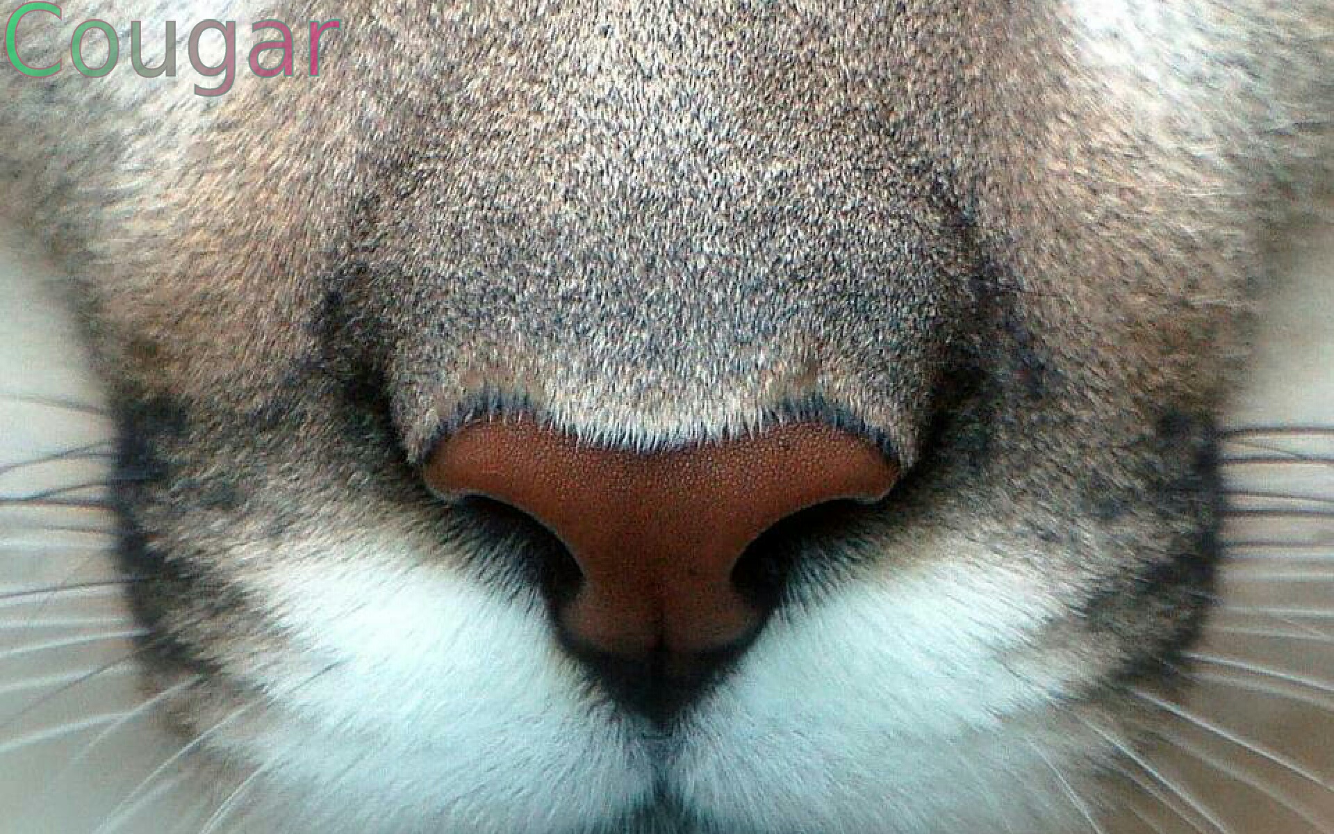 Animal Noses: Amazon.co.uk: Appstore for Android