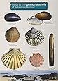 Guide to the Common Seashells of Britain and Ireland (Chart): Amazon.co ...