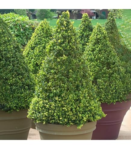 Pyramid With Boxwood Hedge Green Mountain Boxwood | 1 Live Gallon Size