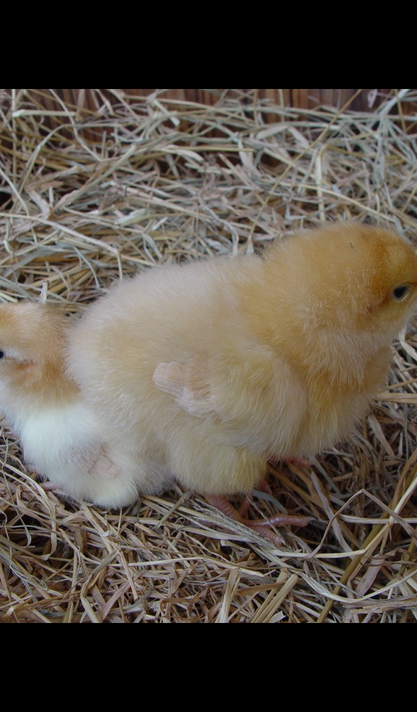 Cute Baby chick Wallpaper -- HD Wallpapers of Cute Baby chicks ...