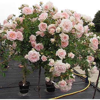 BONICA - Bareroot Weeping Full Standard Rose - Small Pale Pink Blooms ...