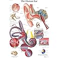 Generic The Human Ear Medical Poster Print in A0-A1-A2-A3-A4-MAXI sizes ...