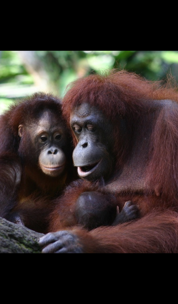 Orangutan Wallpaper -- HD Wallpapers of Orangutans! : Amazon.co.uk ...