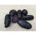 PatchPotatoes: VITANOIRE Seed Potatoes 20 TUBERS, (Like Purple RAIN), 1st Early, Blight ...