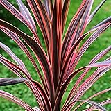 Cordyline 'Festival Raspberry' Cabbage Palm Fragrant Outdoor Evergreen ...