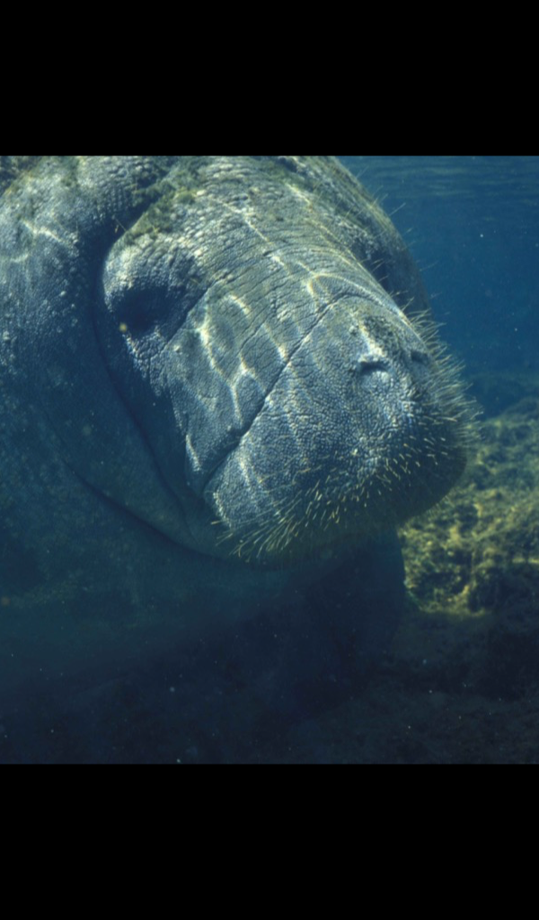 Dugong Wallpaper -- HD Wallpapers of Dugongs! : Amazon.co.uk: Apps & Games