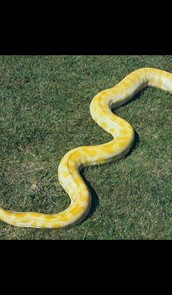 Burmese Python Wallpaper -- HD Wallpapers of Burmese Pythons! : Amazon ...