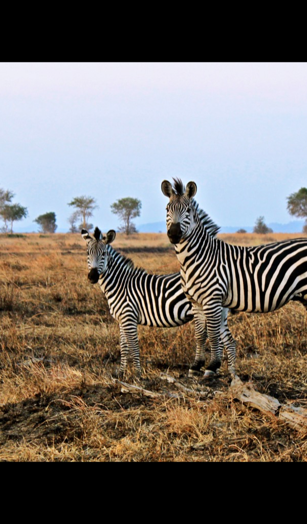cute zebra Wallpaper -- HD Wallpapers of cute zebras!: Amazon.co.uk: Appstore for Android