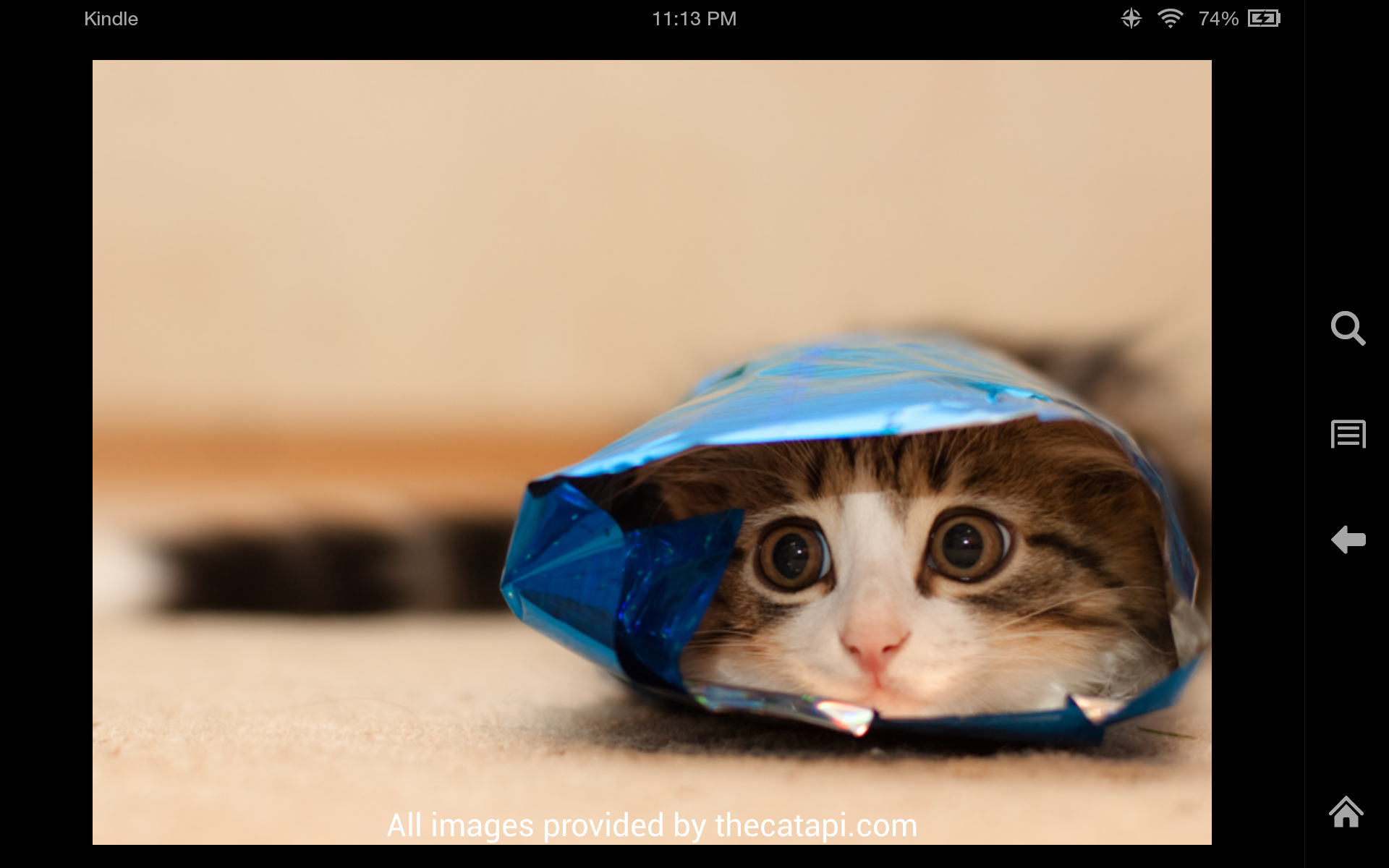 Cat Screensaver: Amazon.co.uk: Appstore for Android