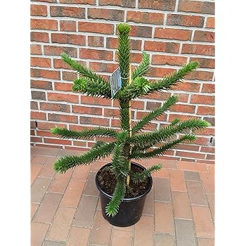 Araucaria araucana, Höhe: 85-90 cm,Schmucktanne, Affenbaum ...