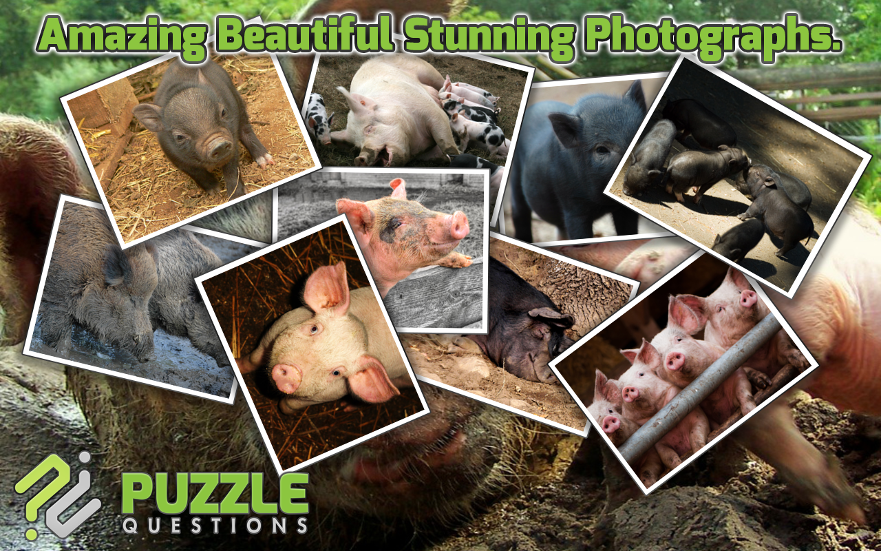 Pig Jigsaw Puzzle Games : Amazon.co.uk: Apps & Games