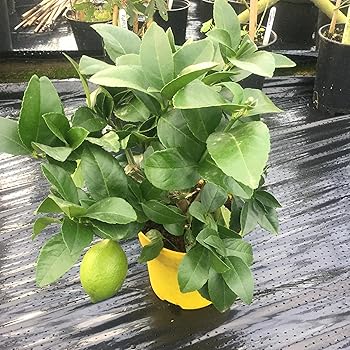 Lemon tree Standard - 1 tree: Amazon.co.uk: Garden & Outdoors