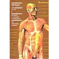 Buy HUMAN ANATOMY (2 Volume Set) [Paperback] M.PRIVES; N.LYSENKOV; V ...