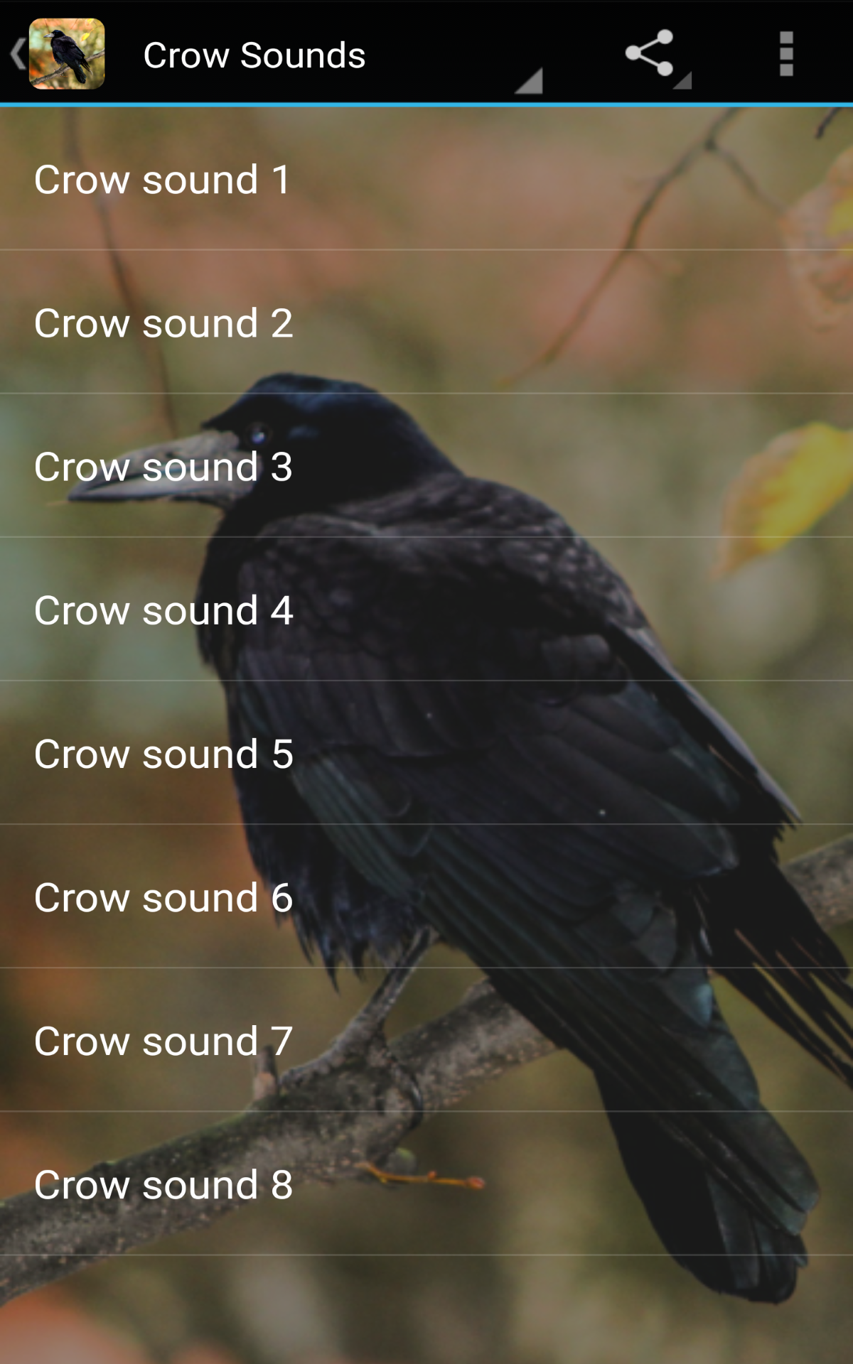 Crow Sounds: Amazon.de: Apps für Android