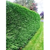 30 Green Leylandii Hedging Evergreen Conifer Plants Fast Growing Shrubs ...