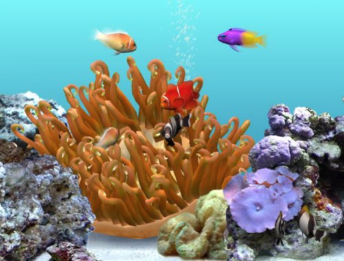 Digifish Clownfish : Amazon.de: Software