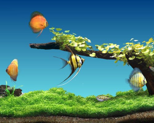 Digifish Aqua Garden : Amazon.de: Software