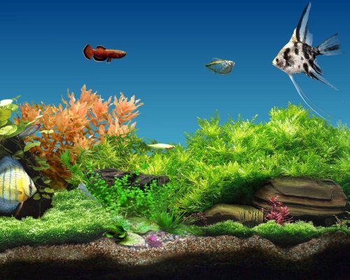 Digifish Aqua Garden : Amazon.de: Software