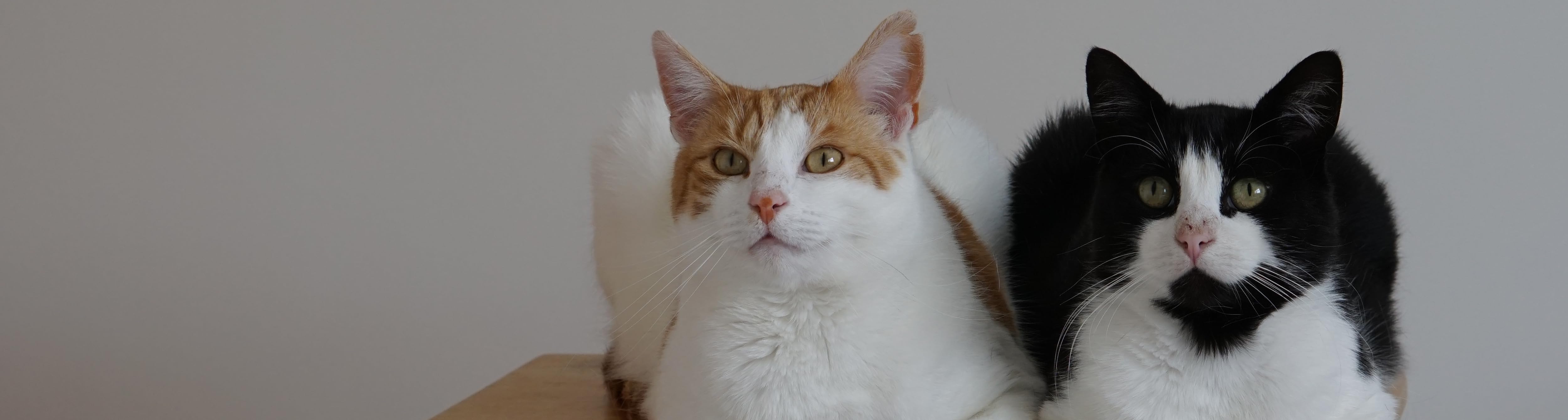 Tom & Mimi's Amazon page