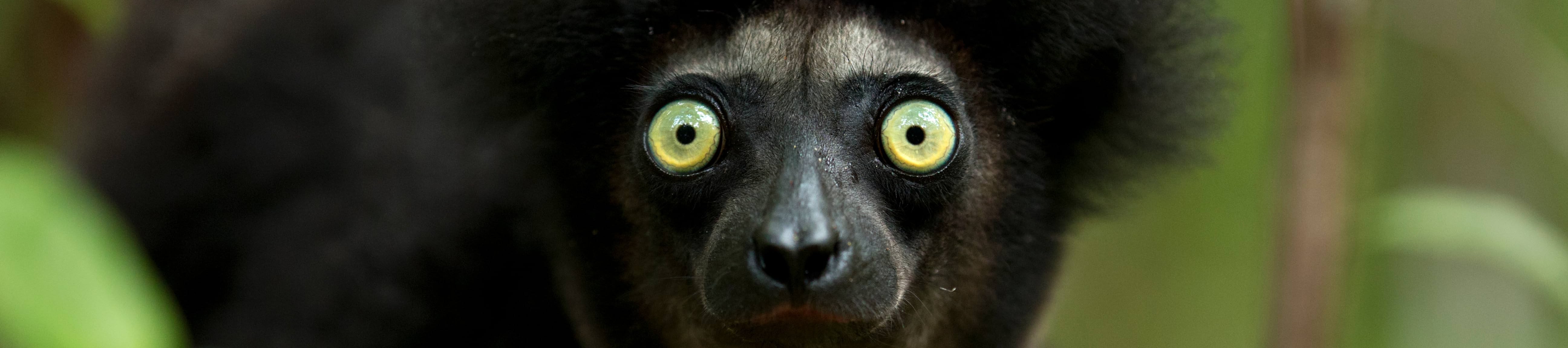 Wildmanrouse's Amazon page