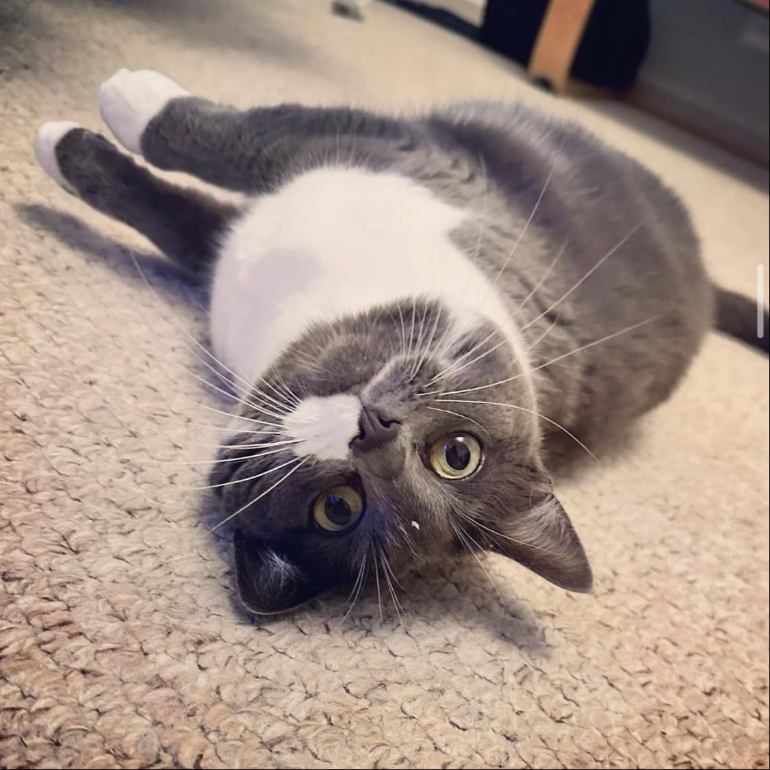 Bonnie Bo's Amazon page