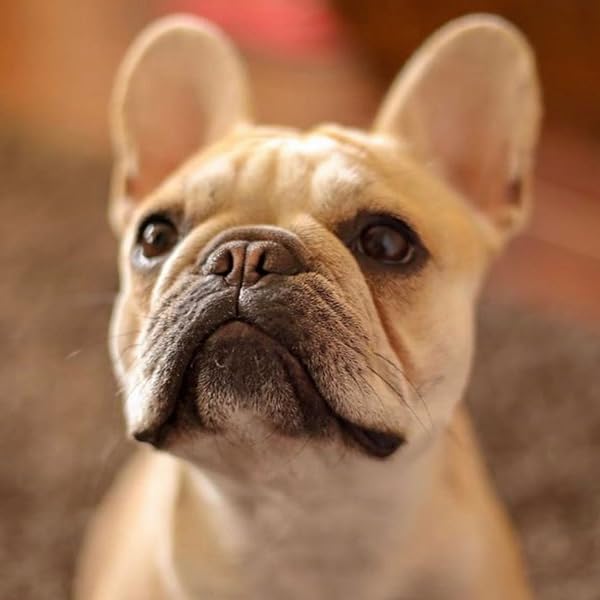 Bella The Curious Frenchie's Amazon page