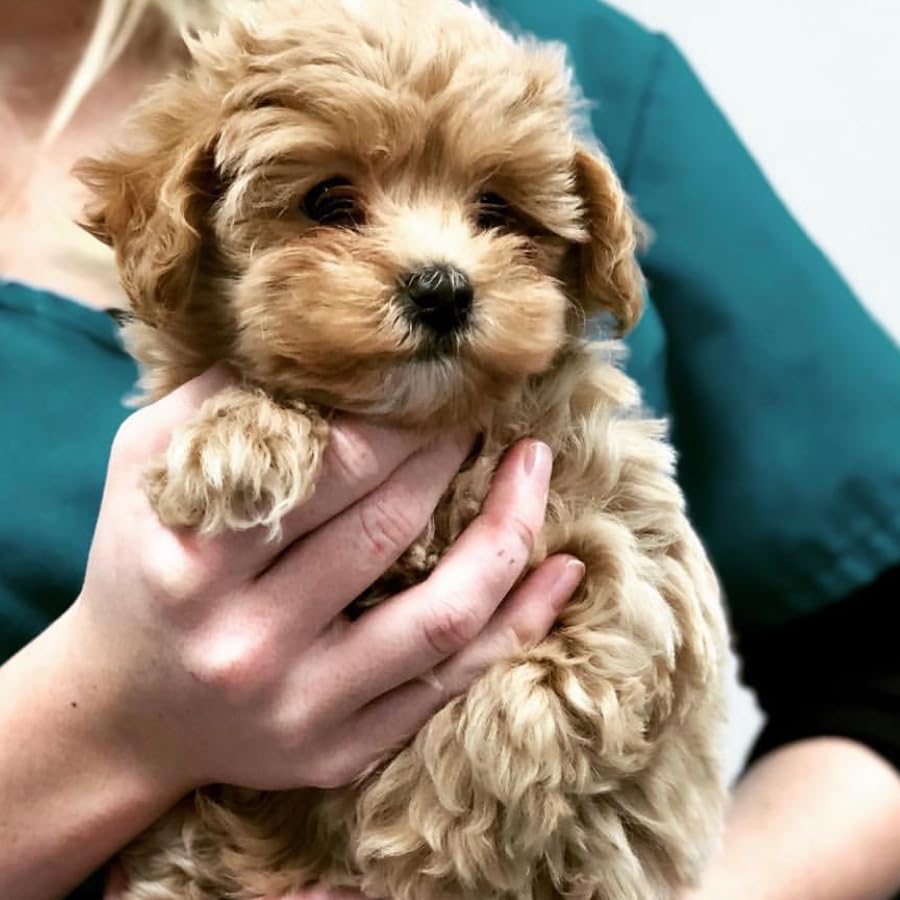 Posh Poos's Amazon page