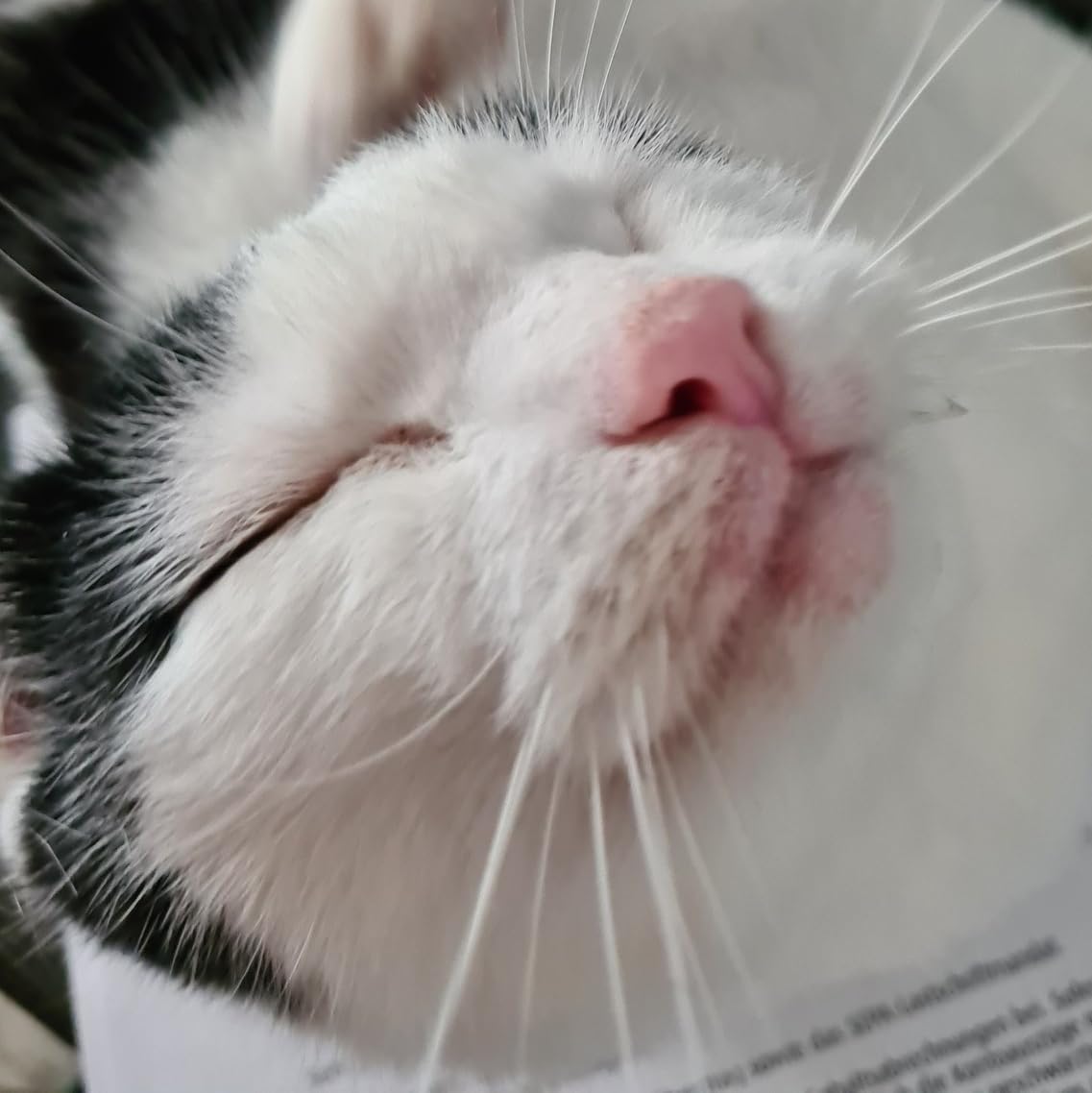 Die Amazon Seite von Catzarelove - Michael & Cats