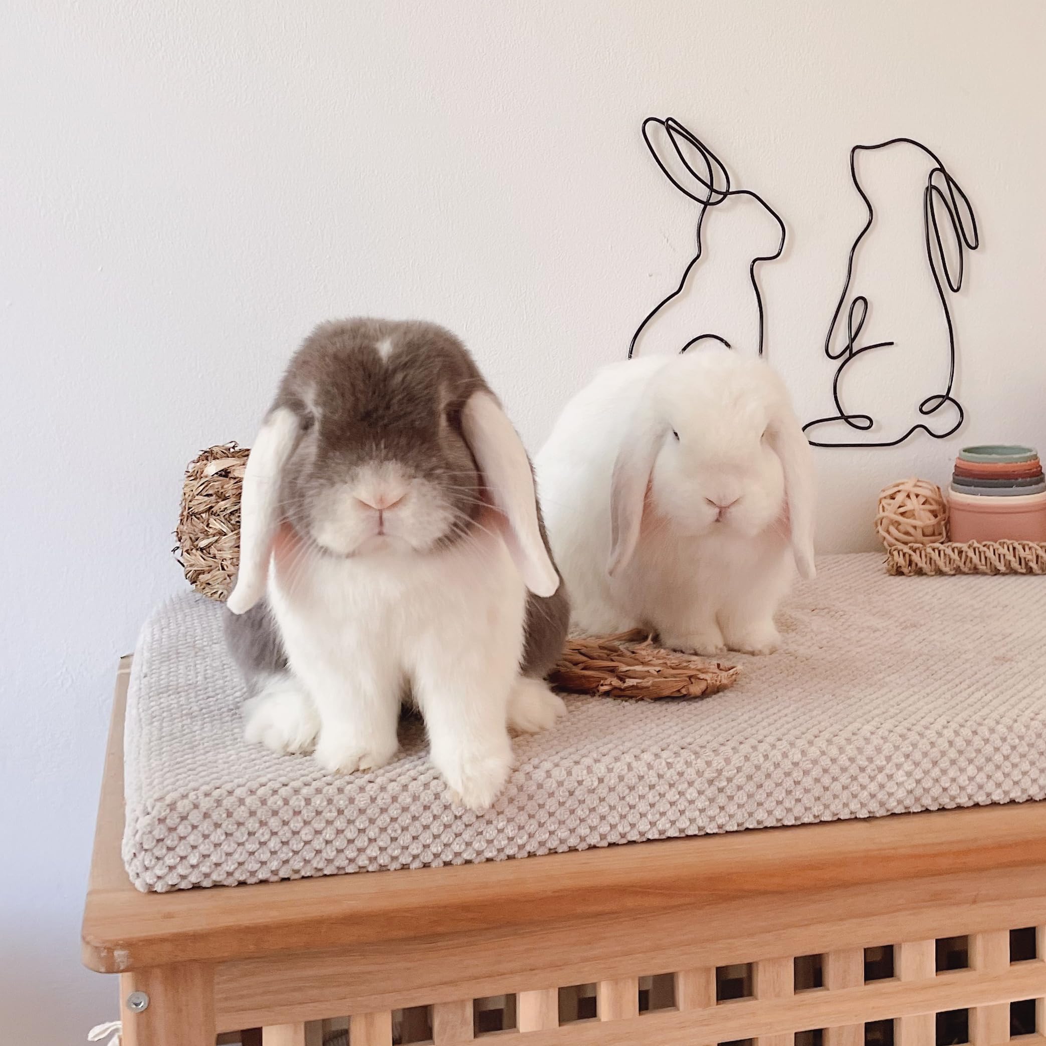 Ronnietheminilop's Amazon page