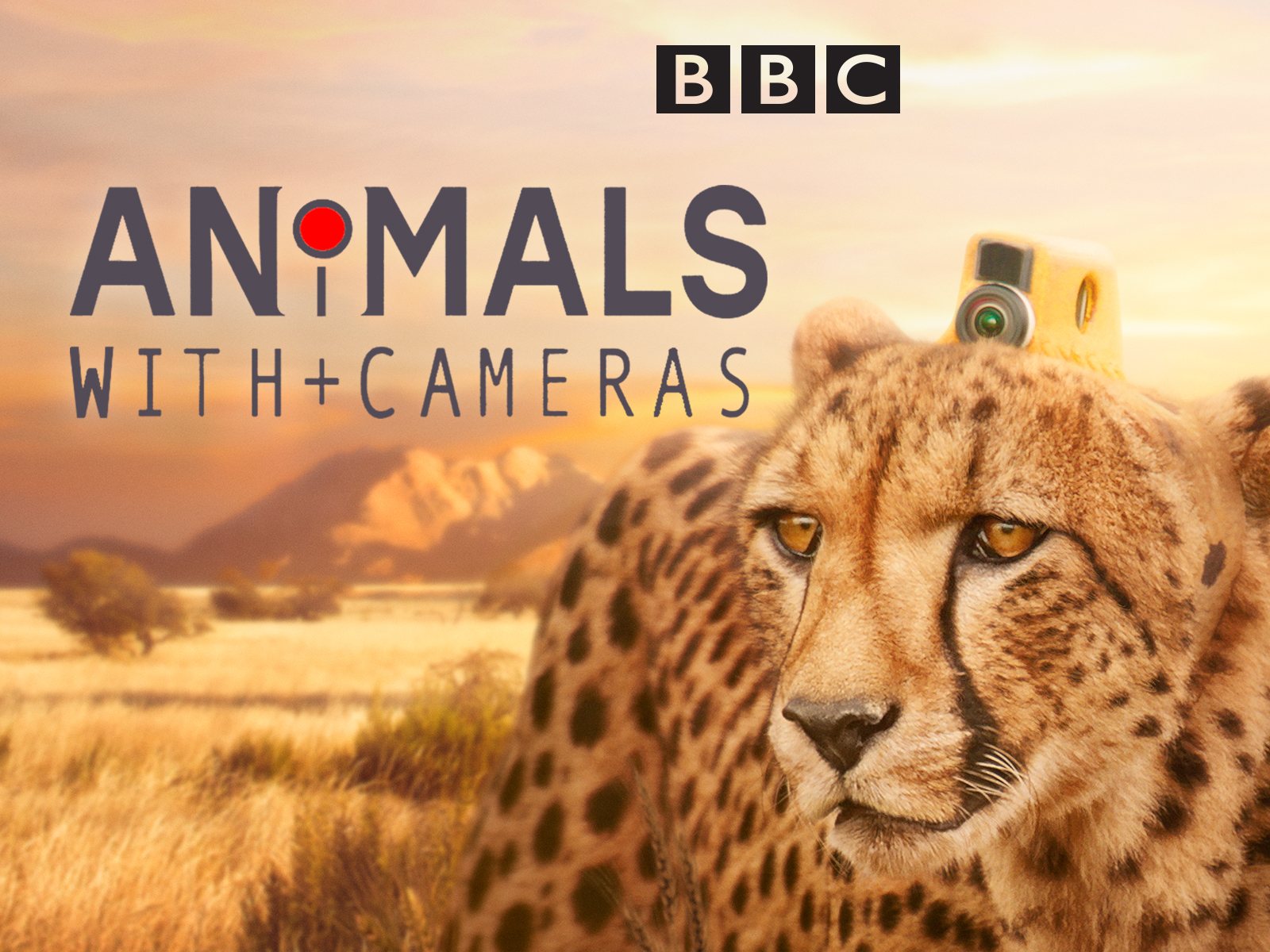 Prime Video: Animals with Cameras - Season 1