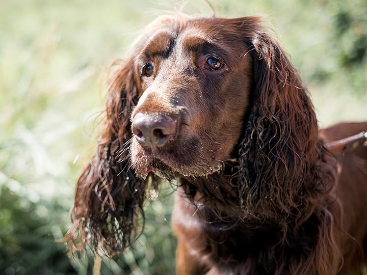 Watch Animal Cops Phoenix - Season 1 | Prime Video