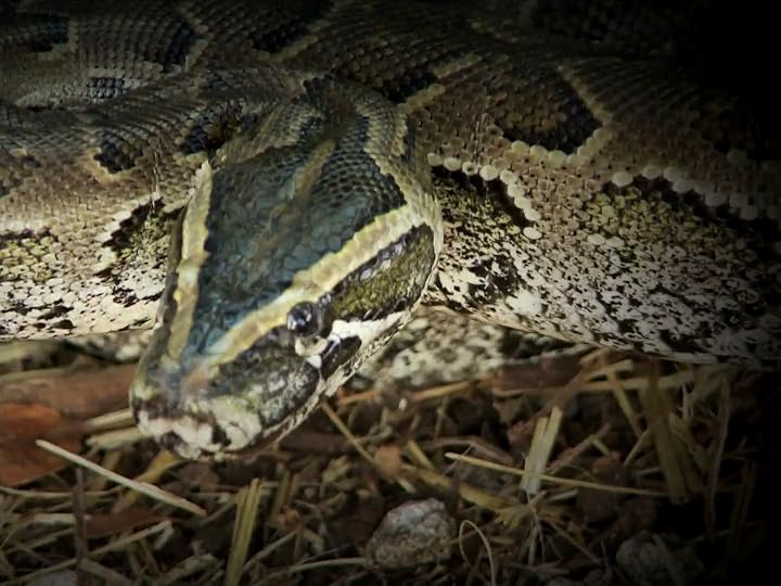 Prime Video: Swamp Wars - Season 1