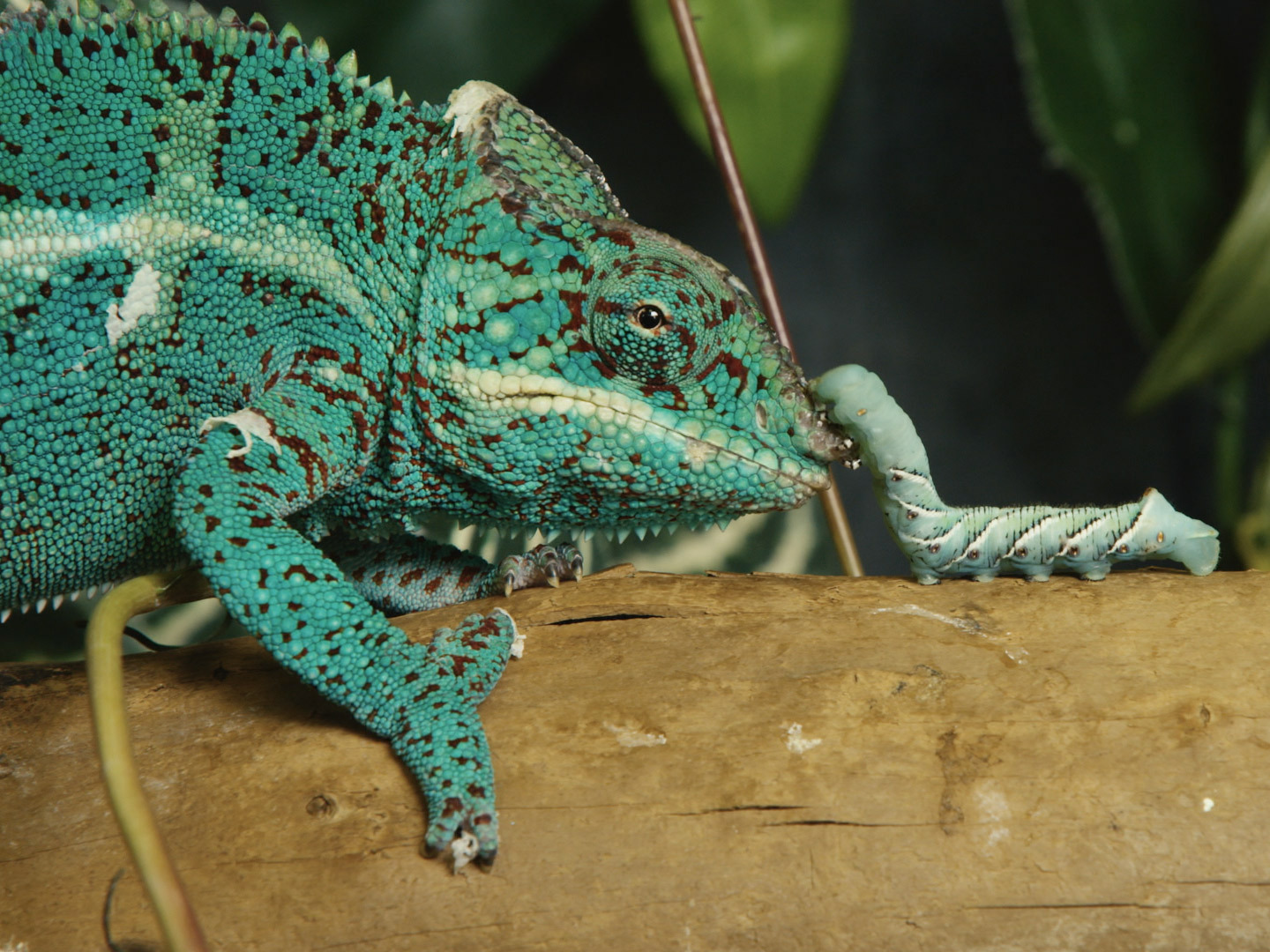 Prime Video: Strange Creatures - Season 1