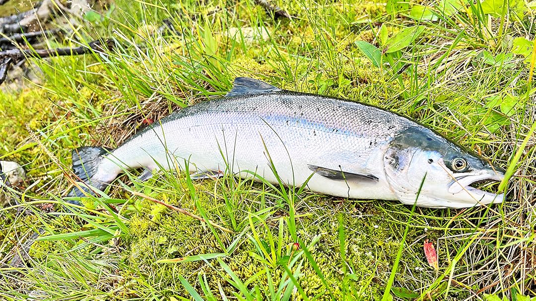 Amazon.de: Die Sensation: Lachse bis zum Abwinken in Norwegen ansehen ...