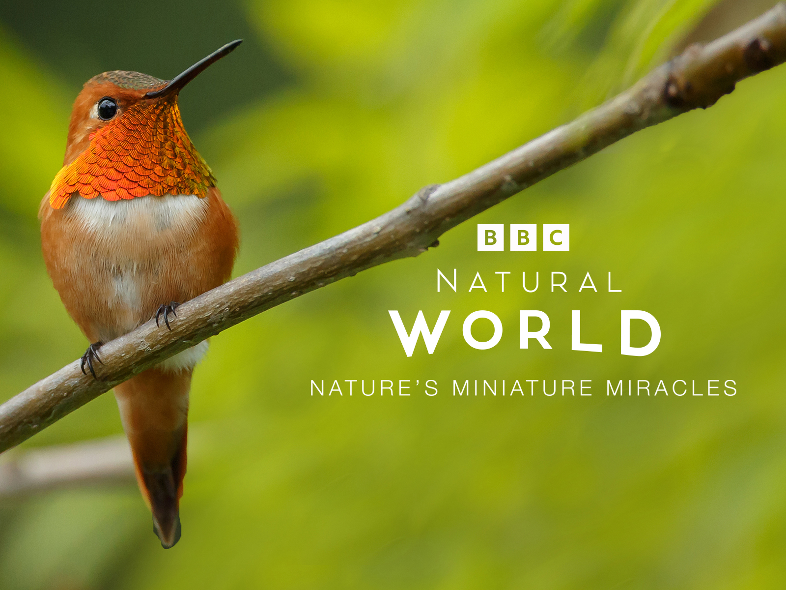 Prime Video: Natural World: Nature's Miniature Miracles - Season 1