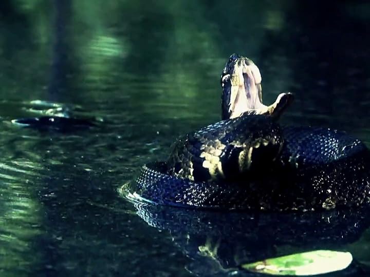 Prime Video: Swamp Wars - Season 1