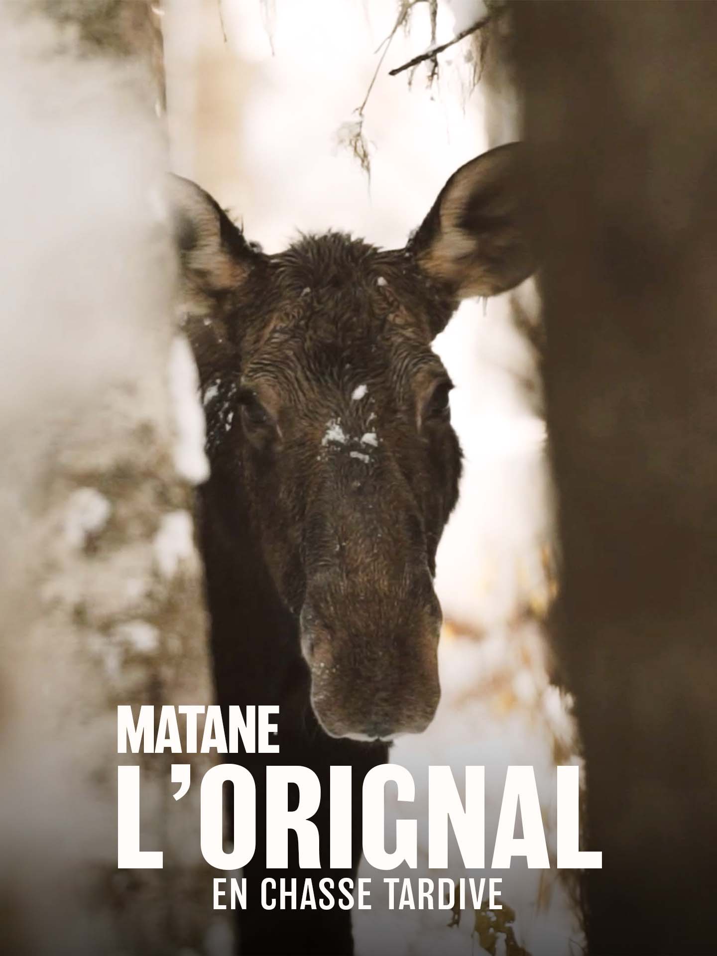 Prime Video: Matane, l'orignal en chasse tardive