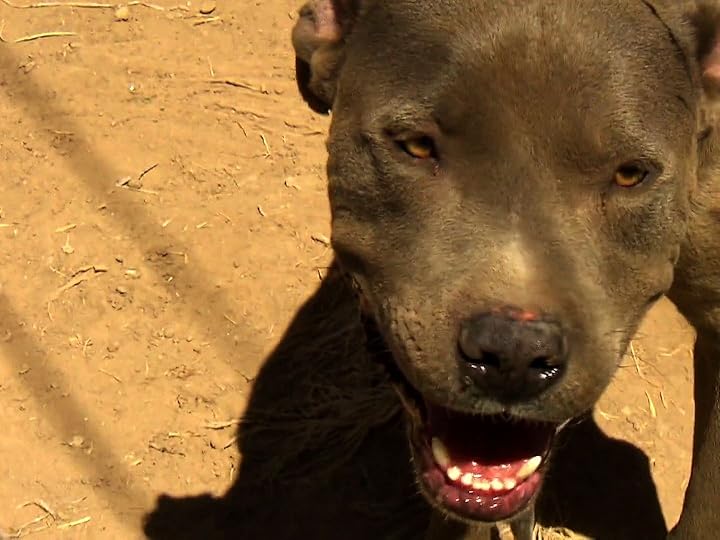 Prime Video: Animal Cops Phoenix - Season 20